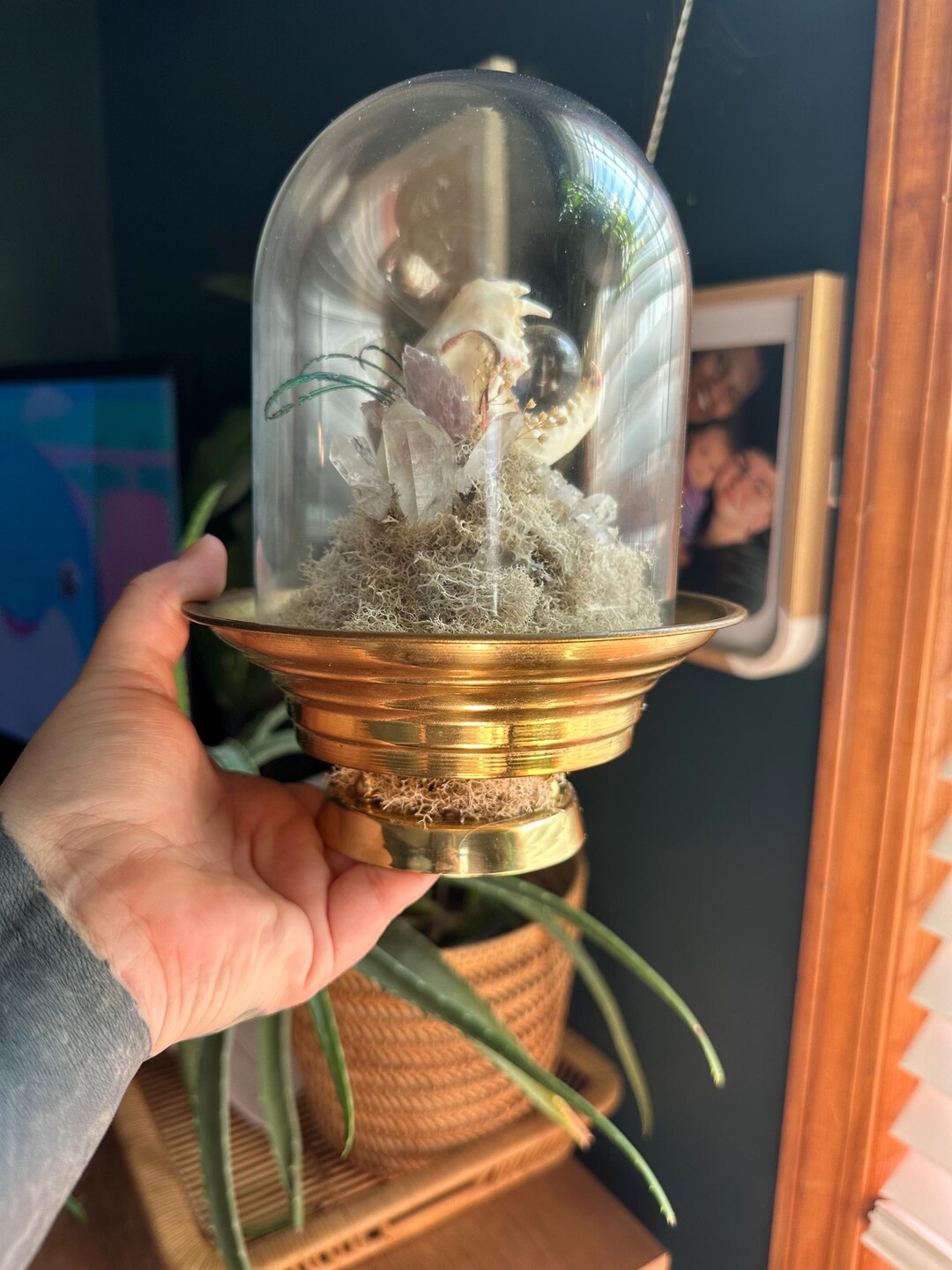 Skunk Skull Gold Dome - Etsy