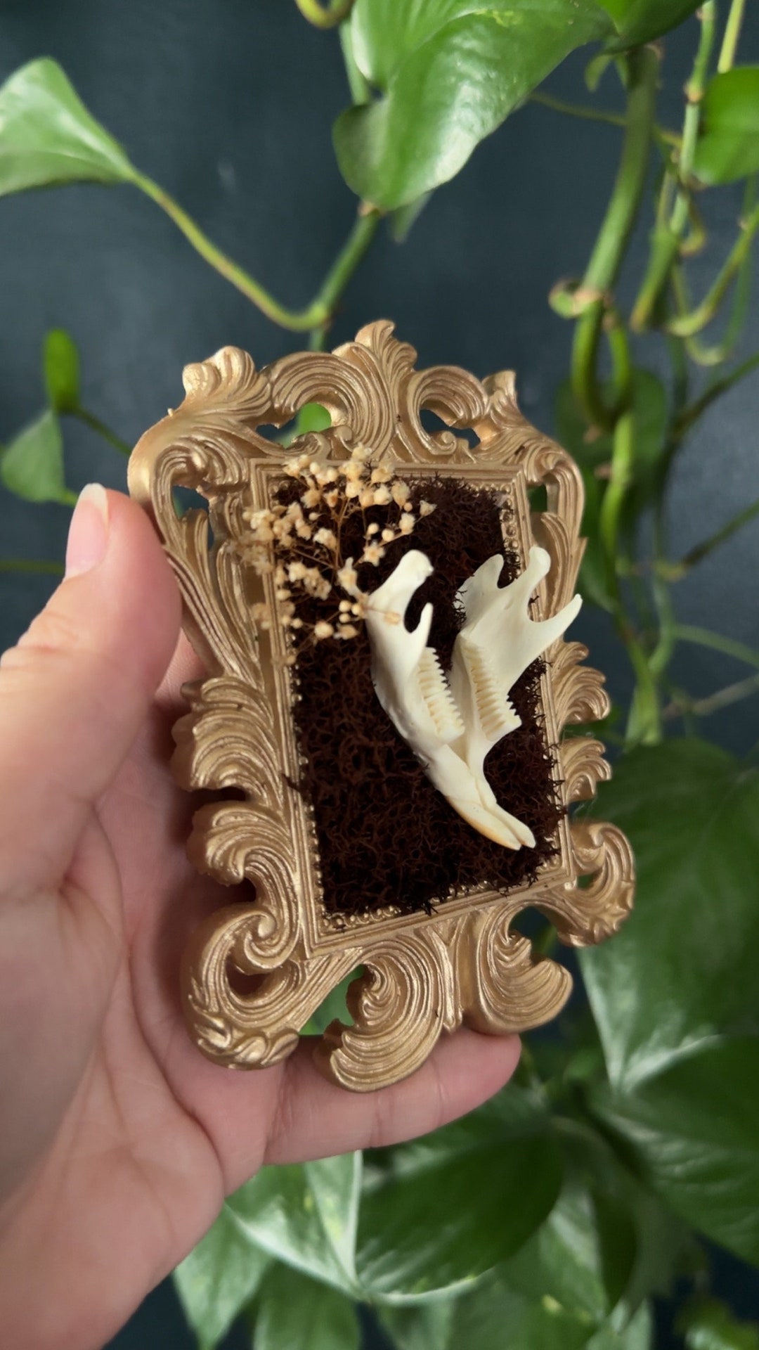 Rodent Lower Jaw Frame - Etsy