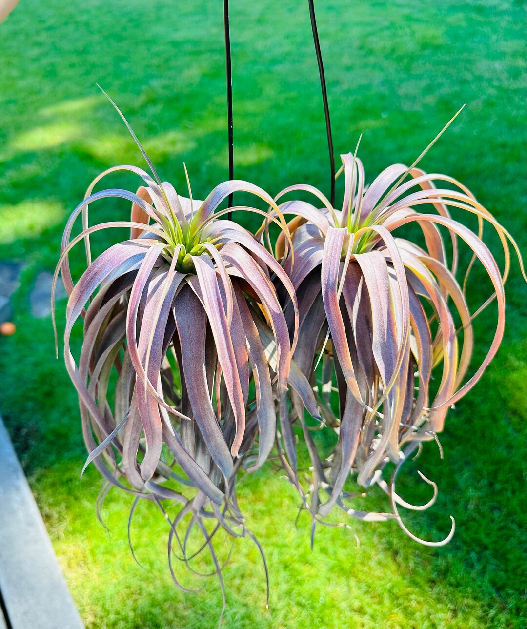 Rare Tillandsia Love Knot Capitata Rubra X Streptophylla, Super Long ...