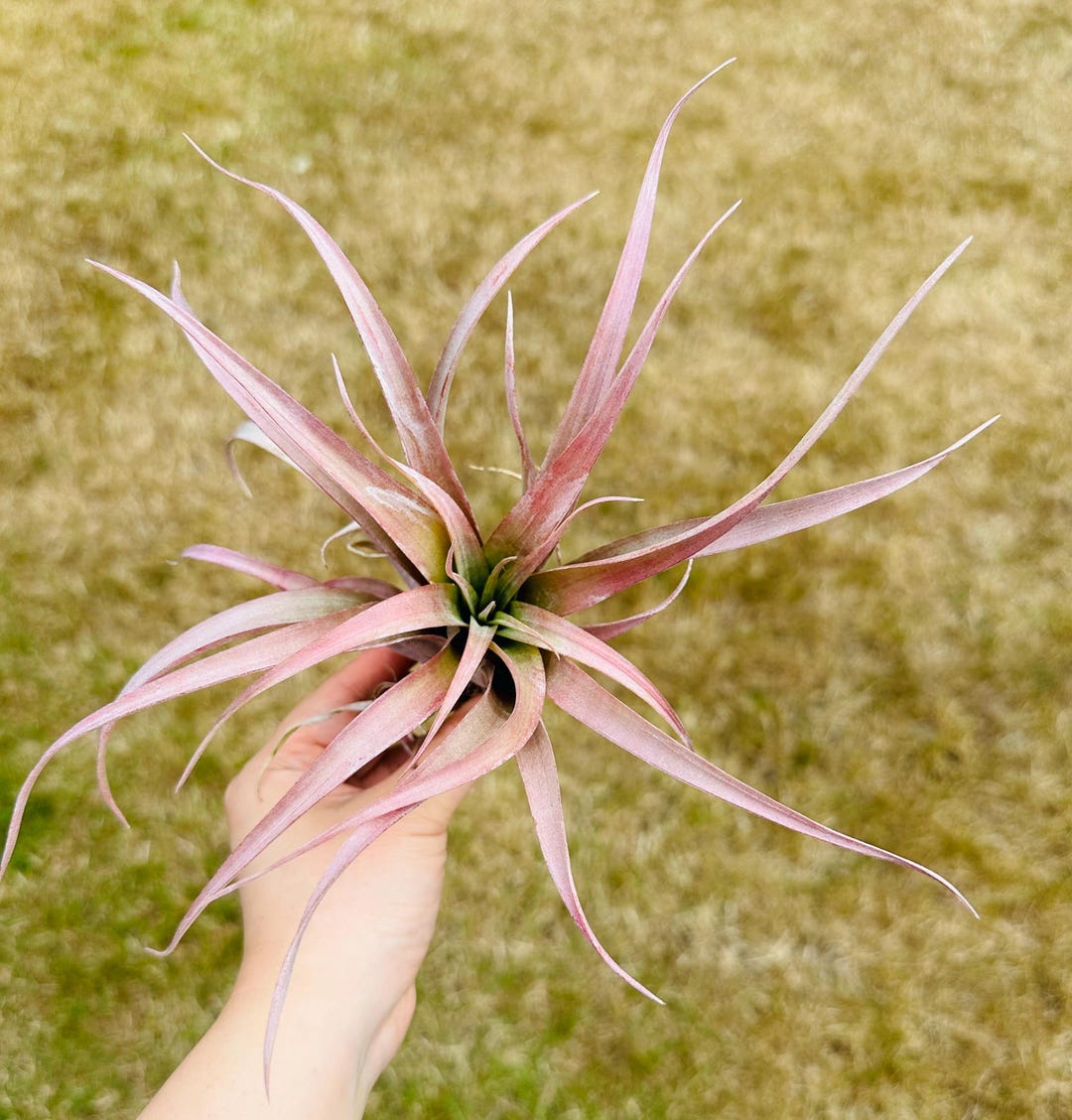 Pink Air Plant Capitata Rubra Beautiful Rubra Foliage - Etsy
