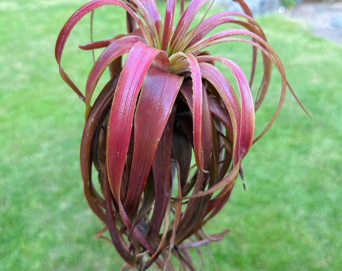 Rare Tillandsia Love Knot Capitata Rubra X Streptophylla, Super Long ...