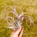 Pink Air Plant Capitata Rubra Beautiful Rubra Foliage - Etsy