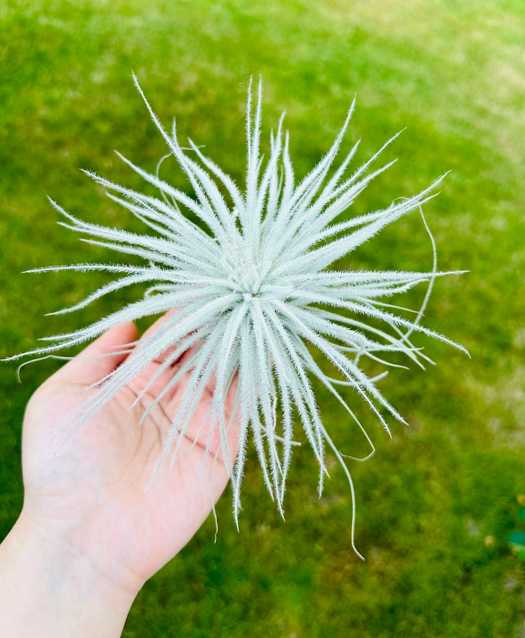 Tectorum Ecuador Fuzzy Snowball Air Plant - Etsy