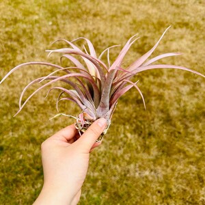 Pink Air Plant Capitata Rubra Beautiful Rubra Foliage - Etsy