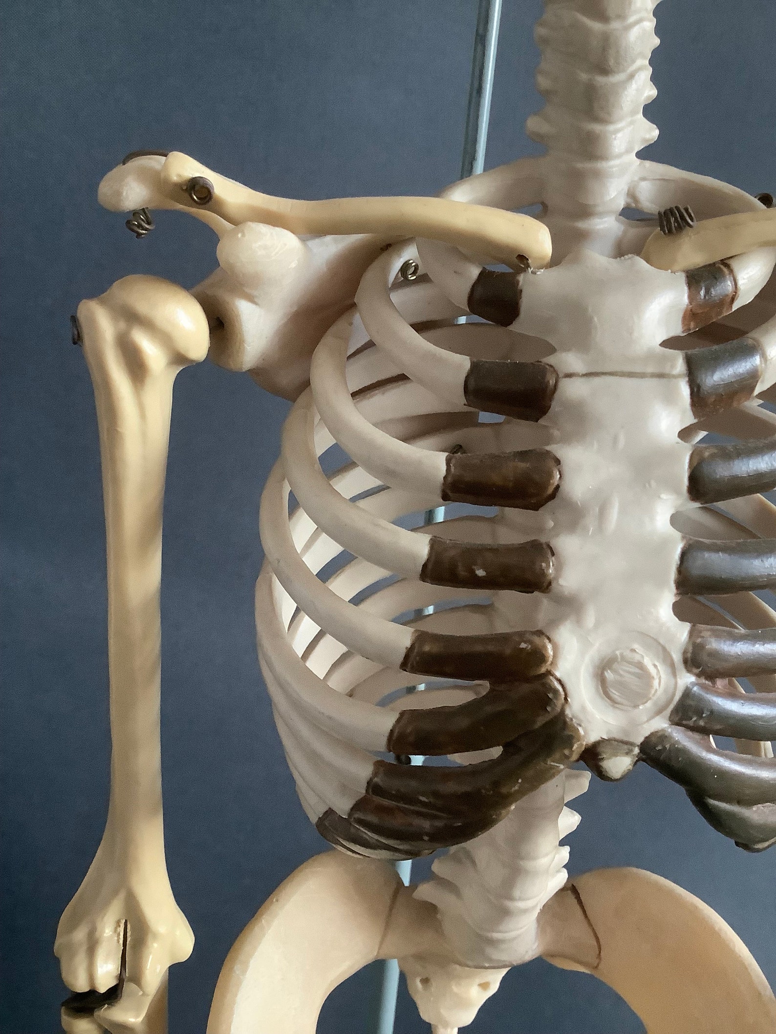 1950s Skeleton Teaching Aid on Stand - Etsy