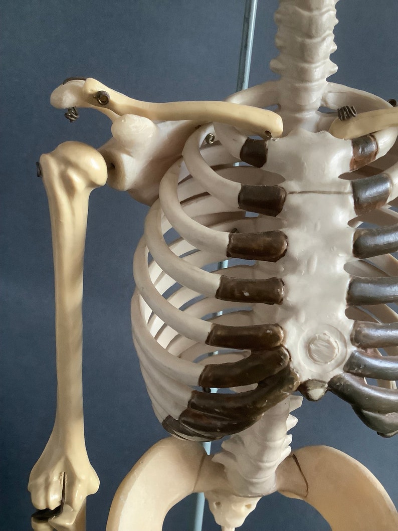 1950s Skeleton Teaching Aid on Stand - Etsy