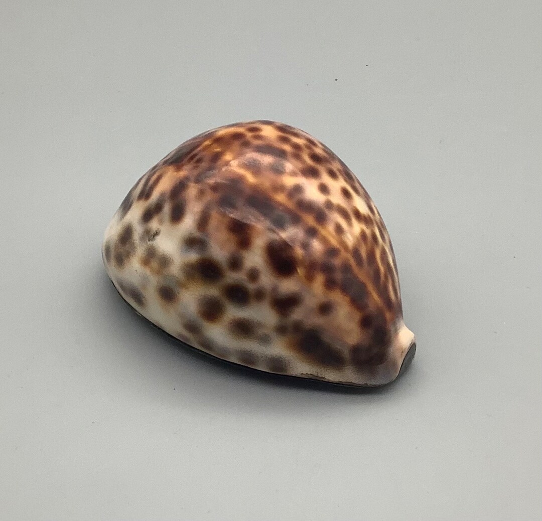 Antique Cowrei Shell Snuff Box - Etsy