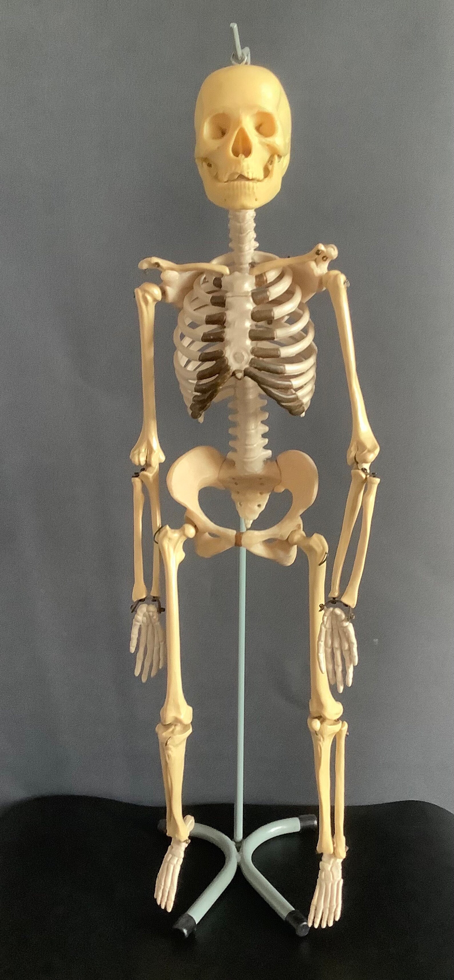 1950s Skeleton Teaching Aid on Stand - Etsy