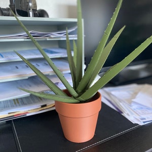 Functional Plants - Etsy