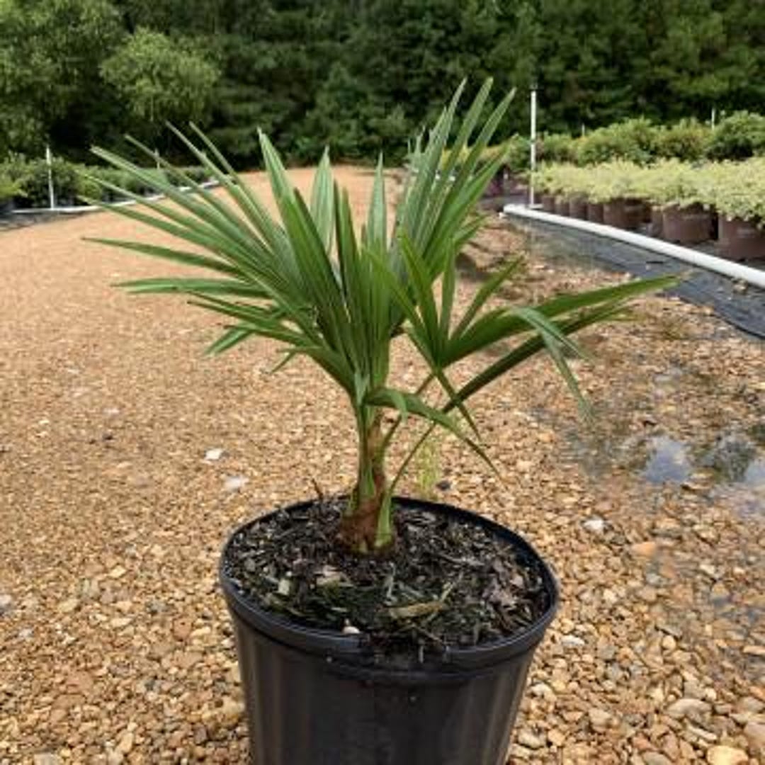 Windmill Palm Trachycarpus Fortunei Live Plant, Low Maintenance ...