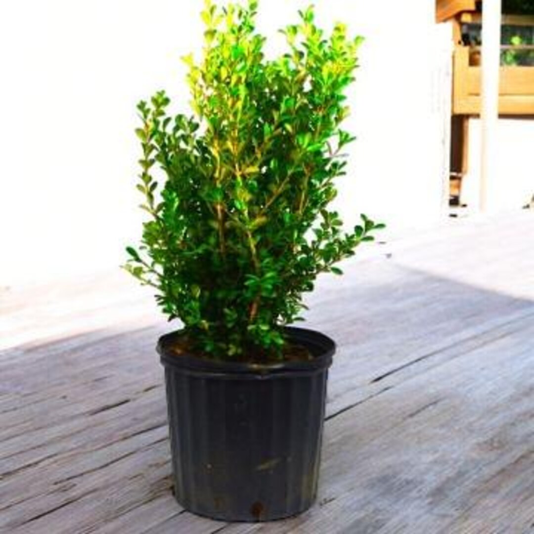 Japanese Boxwood Plant, Live Bonsai Tree, Indoor Outdoor Plant ...