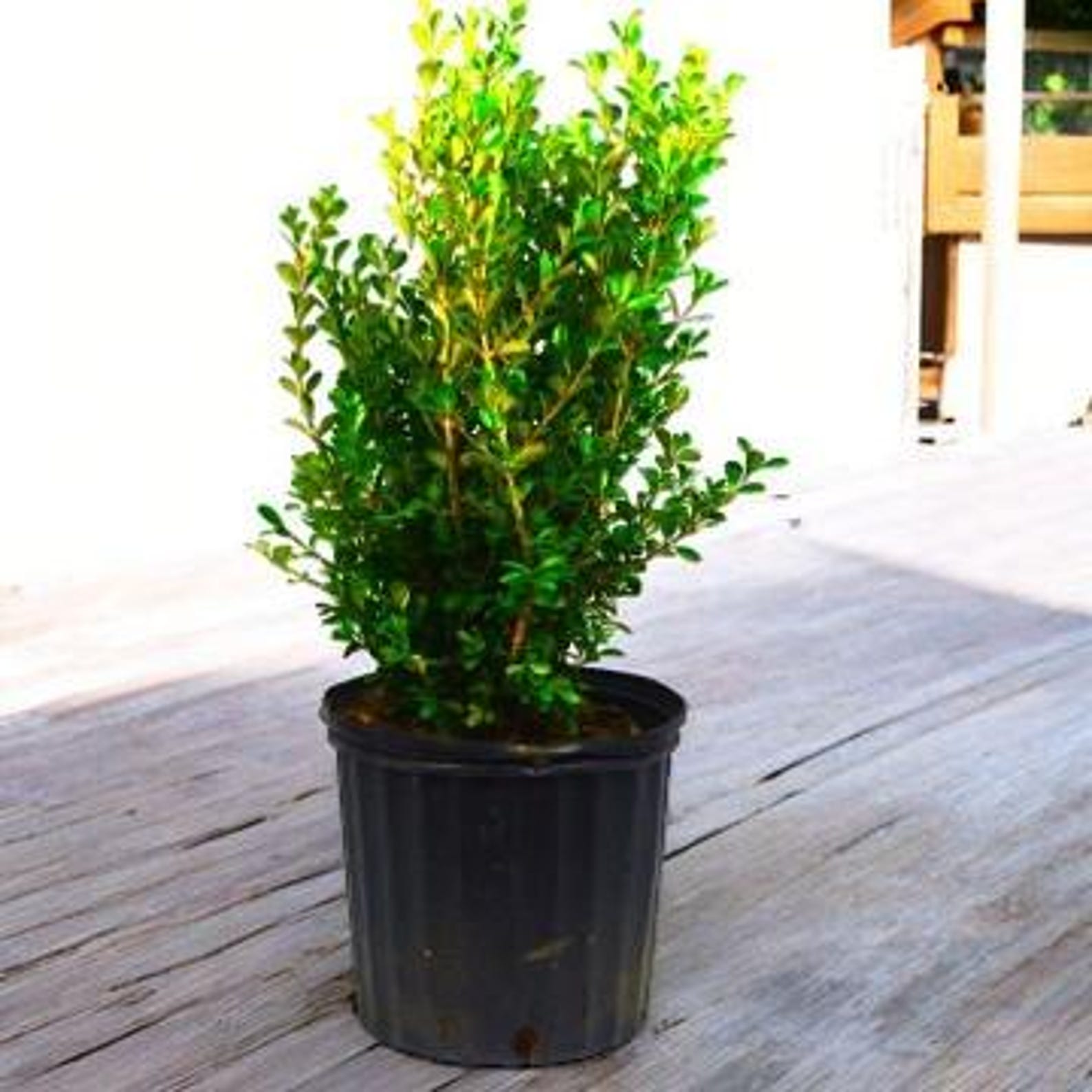 Japanese Boxwood Plant, Live Bonsai Tree, Indoor Outdoor Plant ...