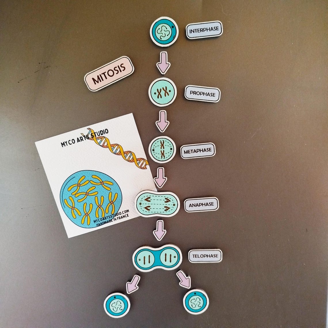 Mitosis Biology Theme Wooden Fridge Magnet Set, Wood Science Magnets ...