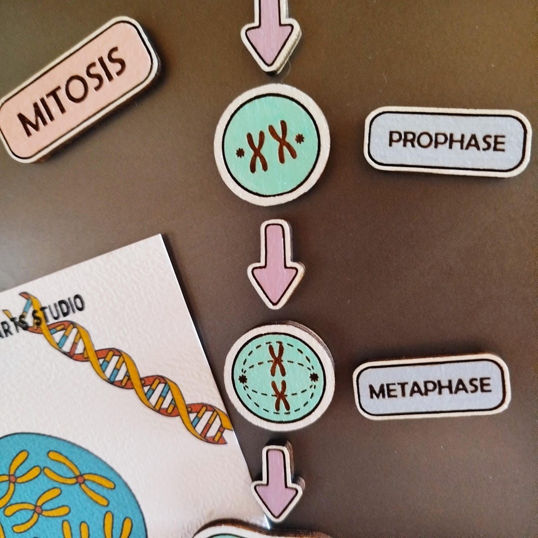 Mitosis Biology Theme Wooden Fridge Magnet Set, Wood Science Magnets ...