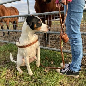 Dog Harness Leather - With Sheepskin - Step in Dog Harness - Handmade ...