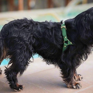 Biothane Dog Harness Step In - Etsy
