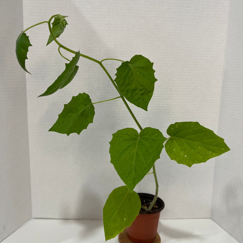 Golden Berry Bush - Etsy