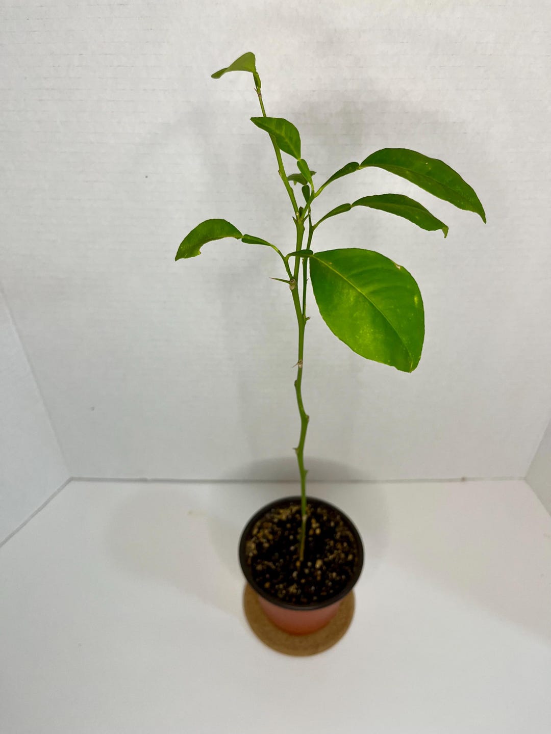Satsuma Orange Tree Live Potted Plant Citrus - Etsy