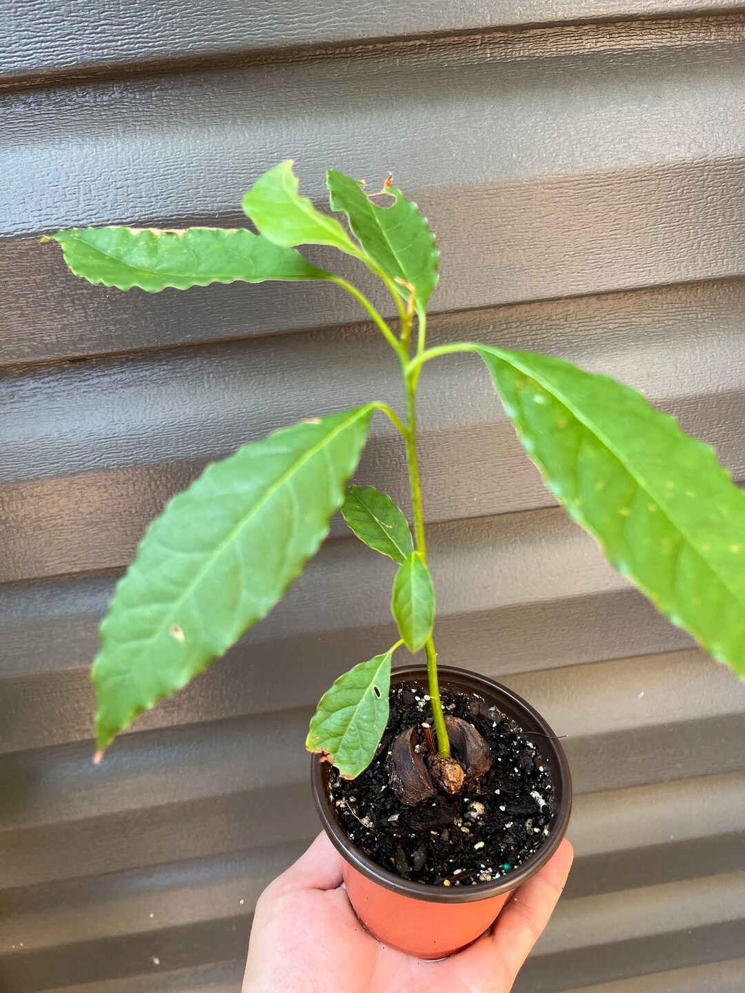 Hass - Hybrid Avocado Tree Seedling – 6” to 10” Tall in 4” Pot | Grown ...