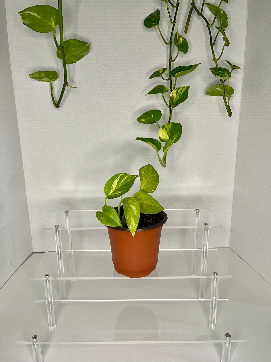 Golden Pothos Vine - Live Plant - Etsy