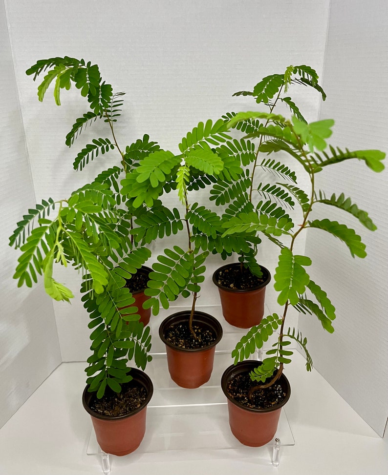 Tamarind Tree - Live Plant - Tamarindo - Etsy