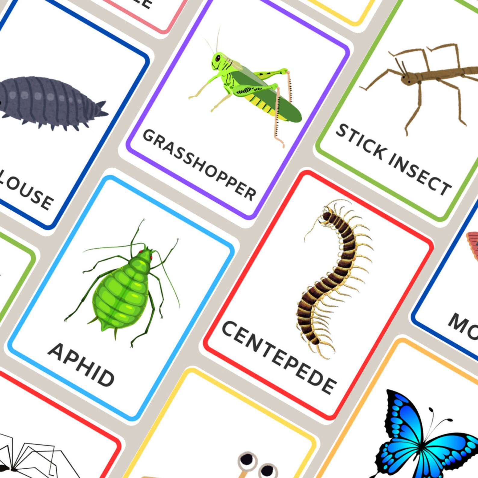 32 Printable Learning Insects Flashcards for Kids, Garden Hunting Game ...