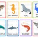 56 Printable Learning Sea Marine Animals Flashcards for Kids, Aquarium ...