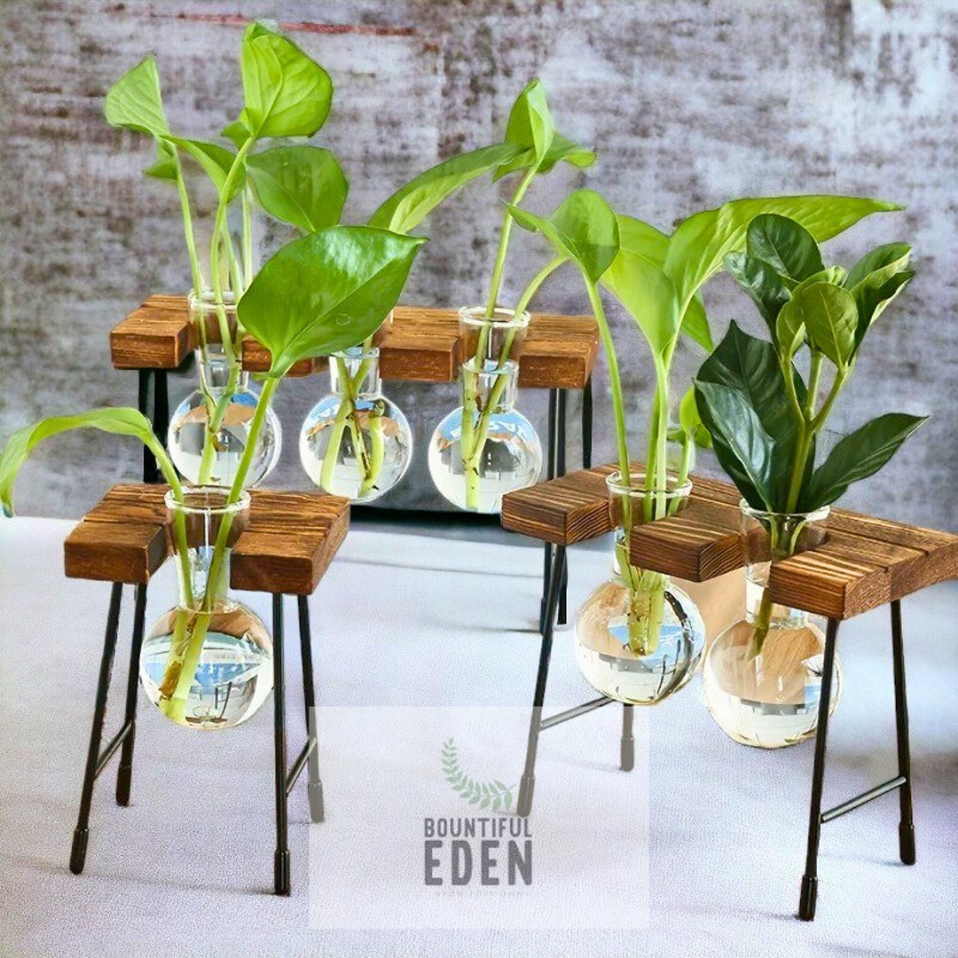 Plant Propagation Station, Hydroponic Glass Terrarium, Wooden ...
