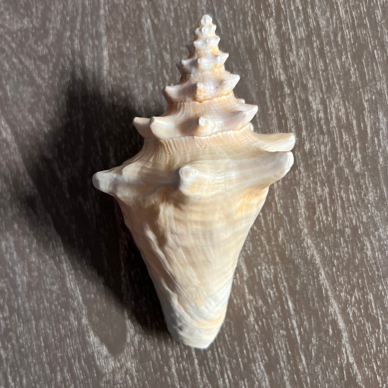 Rare Shells - Etsy