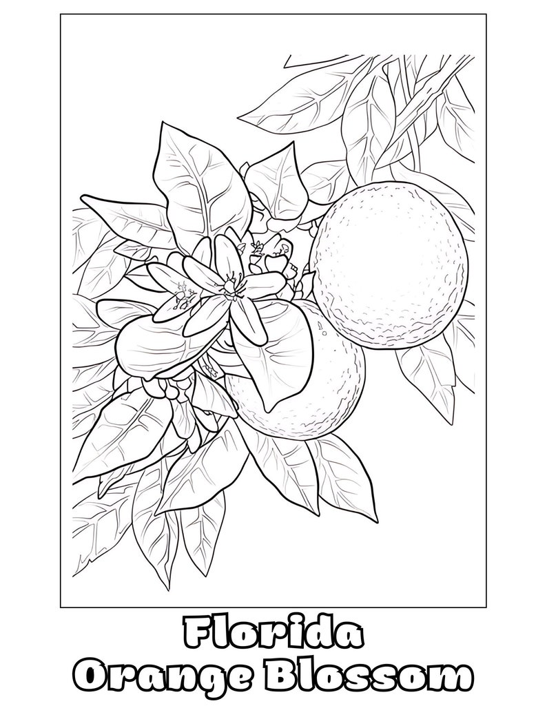 State Flower Coloring Pages Printable State Flowers USA Alabama ...