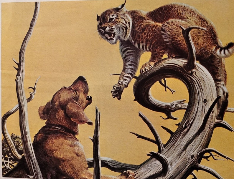 Hunting Dog Versus Tiger "tree Full of Fury" Print 14"x11" Vintage ...