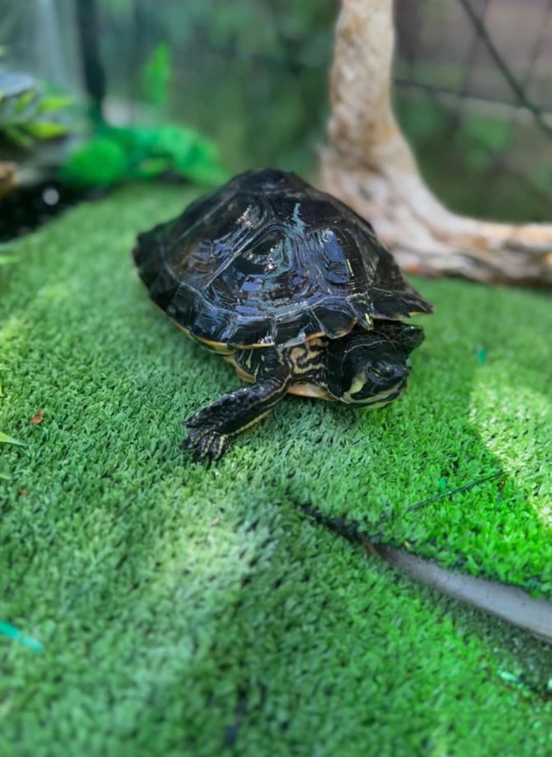 FLOATING Basking Zone for Aquatic Turtle - CUSTOM DESIGN - Etsy