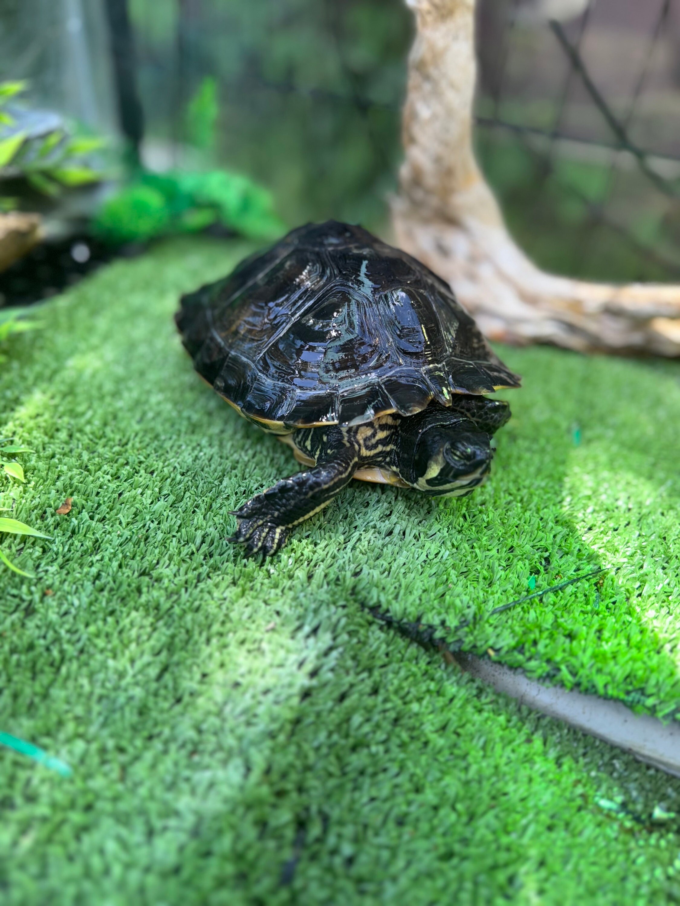 FLOATING Basking Zone for Aquatic Turtle - CUSTOM DESIGN - Etsy