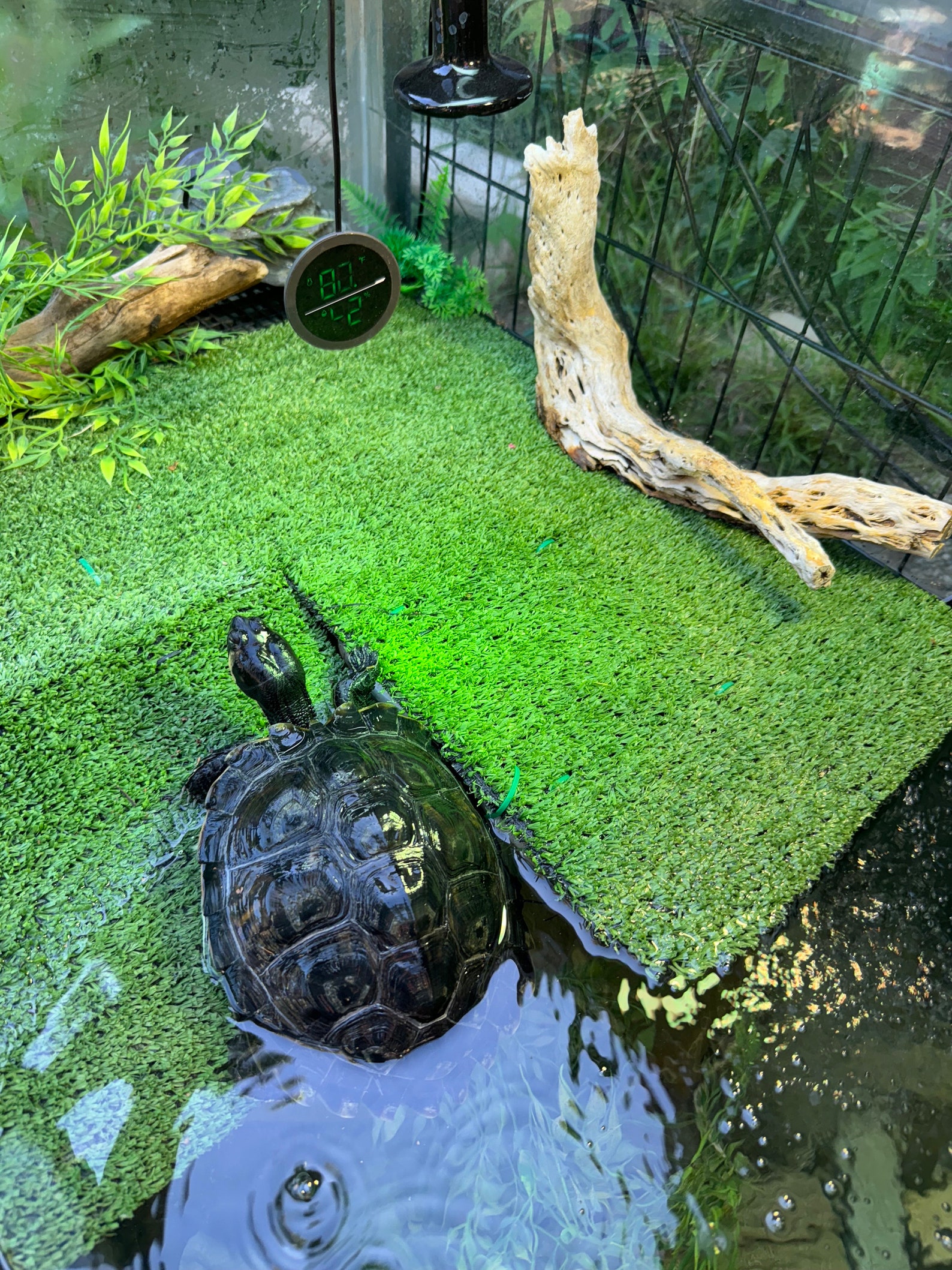 FLOATING Basking Zone for Aquatic Turtle - CUSTOM DESIGN - Etsy