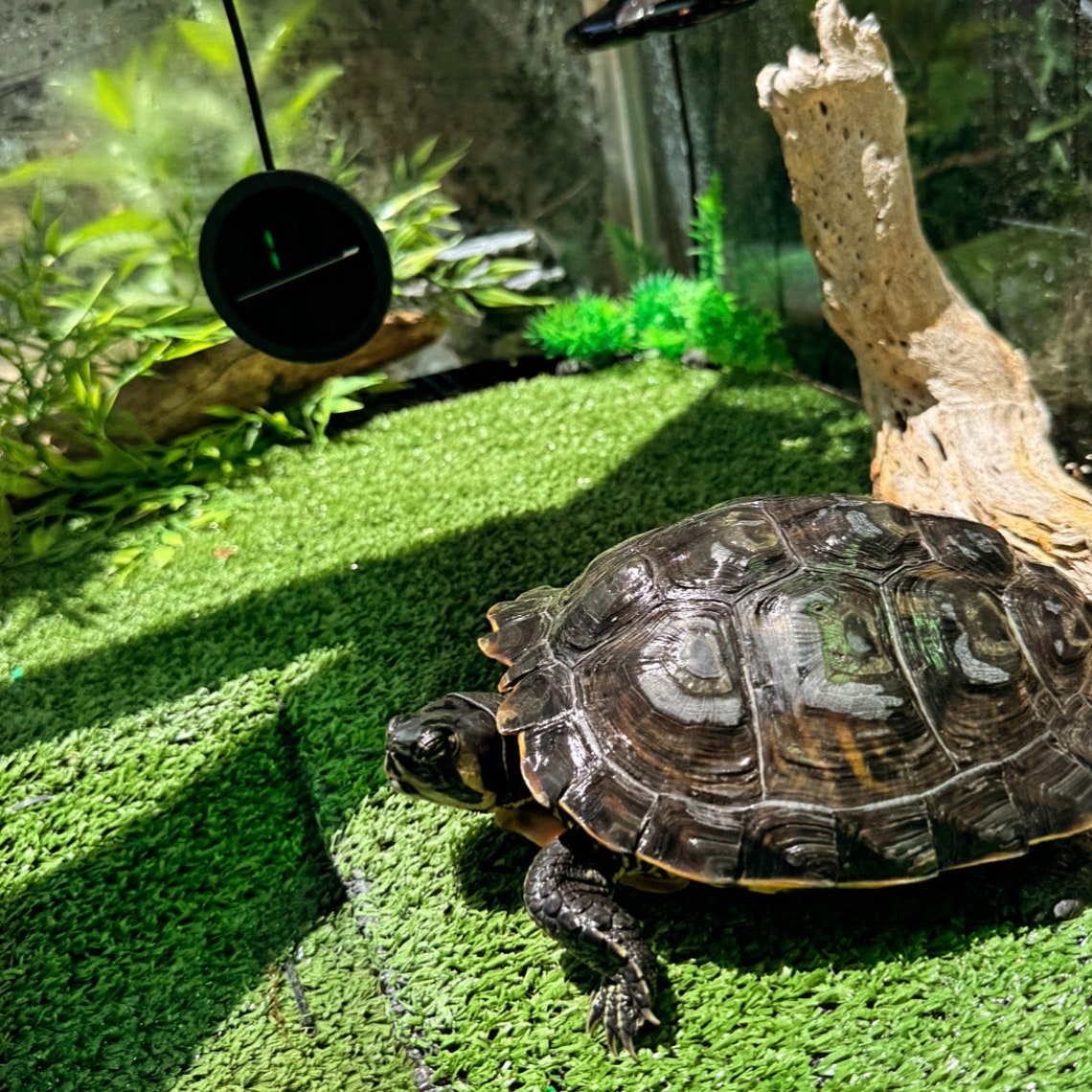 FLOATING Basking Zone for Aquatic Turtle - CUSTOM DESIGN - Etsy