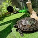 FLOATING Basking Zone for Aquatic Turtle CUSTOM DESIGN - Etsy