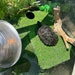 FLOATING Basking Zone for Aquatic Turtle - CUSTOM DESIGN - Etsy