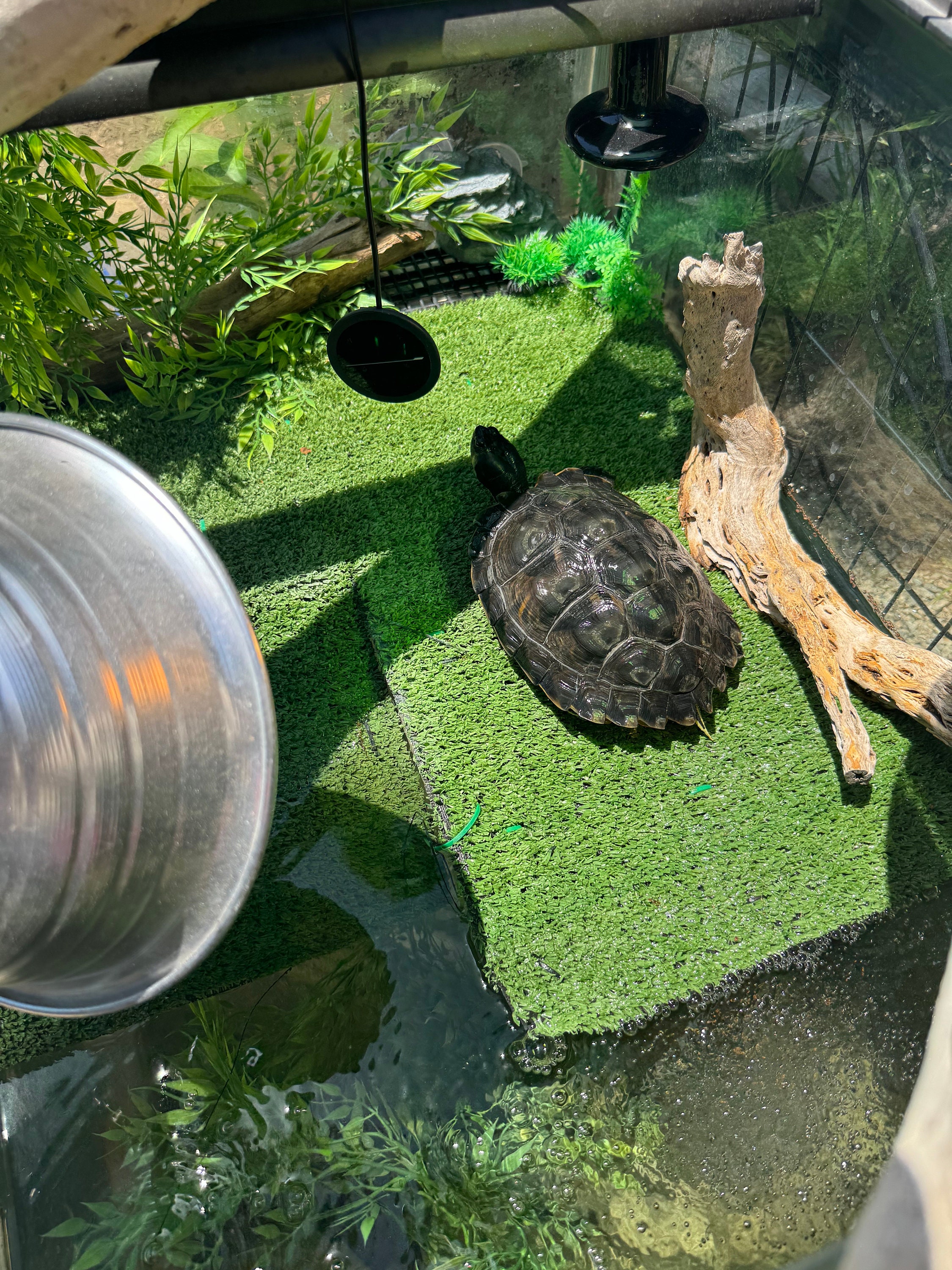 FLOATING Basking Zone for Aquatic Turtle - CUSTOM DESIGN - Etsy