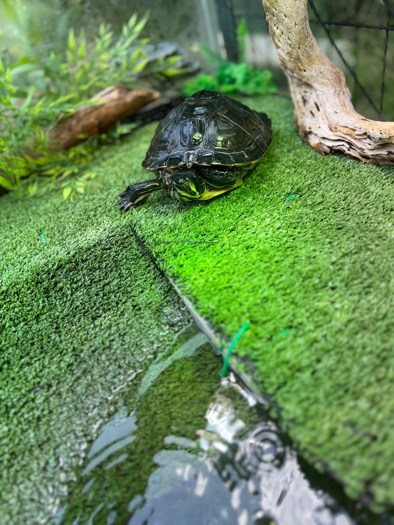 FLOATING Basking Zone for Aquatic Turtle - CUSTOM DESIGN - Etsy