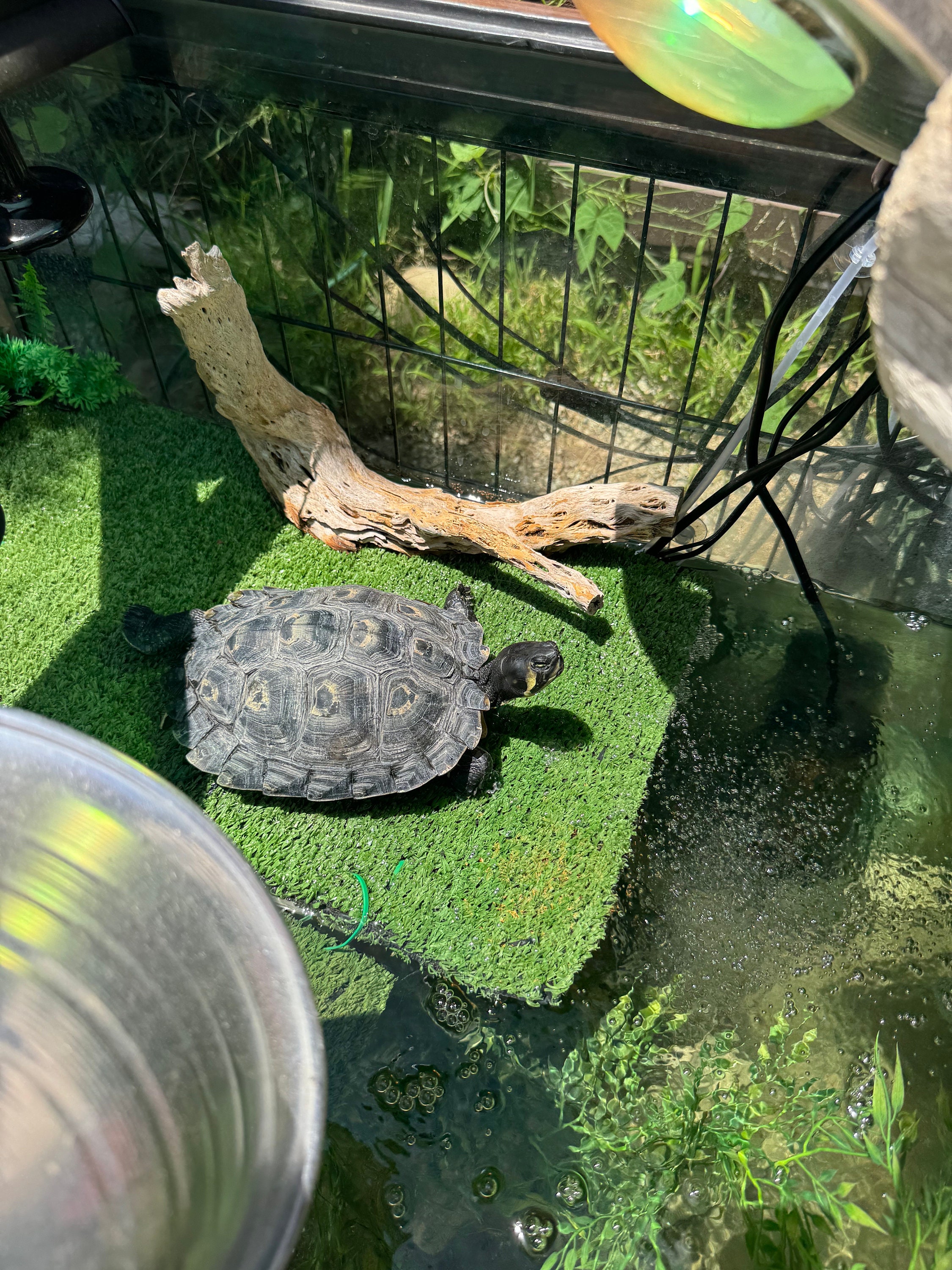 FLOATING Basking Zone for Aquatic Turtle - CUSTOM DESIGN - Etsy