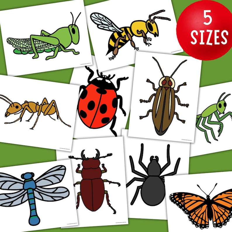 Printable Insect Templates: Bug Cutouts for Crafts, Science Projects ...