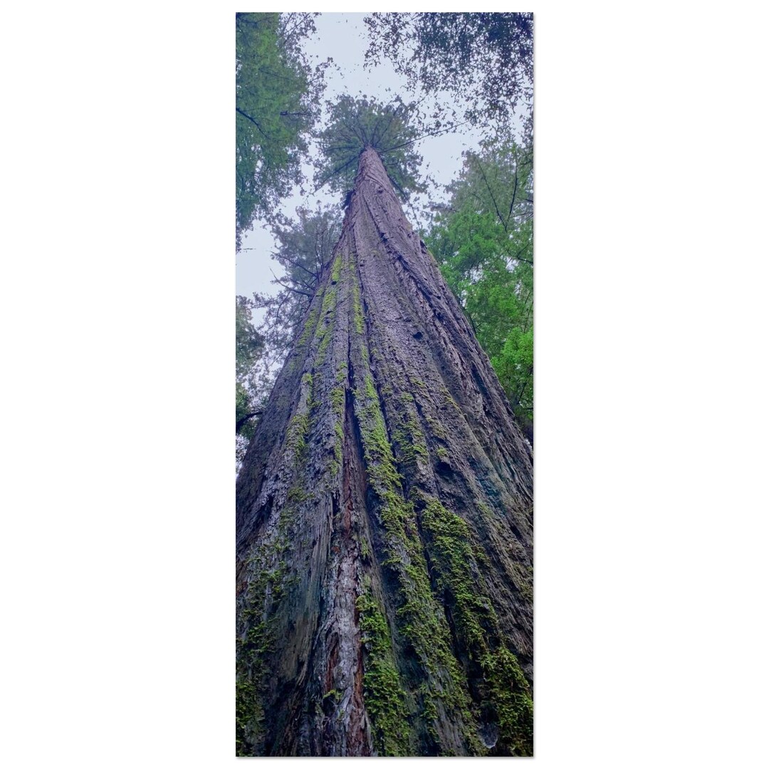 Majestic Redwood Tree Print, Looking up Forest Photography, California ...