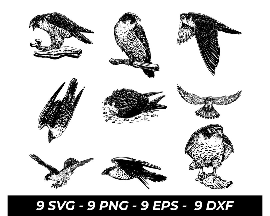 Peregrine Falcon Svg, Flying Falcon Svg, Falcon Face Svg, Eagle, Saker ...