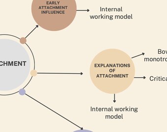 A Level Psychology Attachment Revision AQA - Etsy