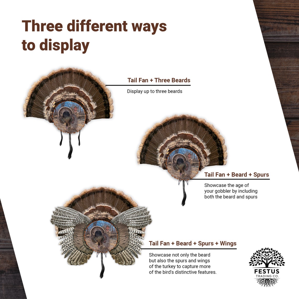 Custom Turkey Fan Mount - Turkey Fan With Color Photo - Turkey Fan ...