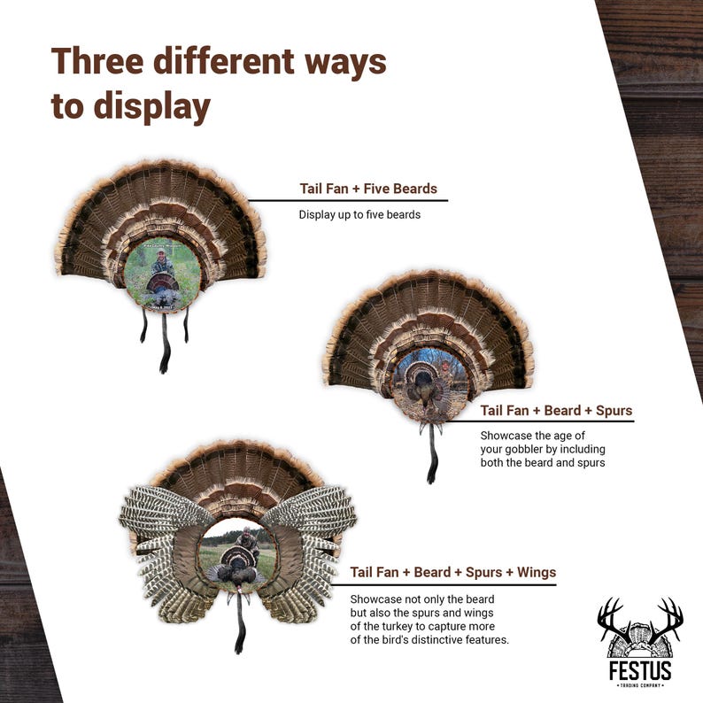 Custom Turkey Fan Mount - Turkey Fan With Color Photo - Turkey Fan ...