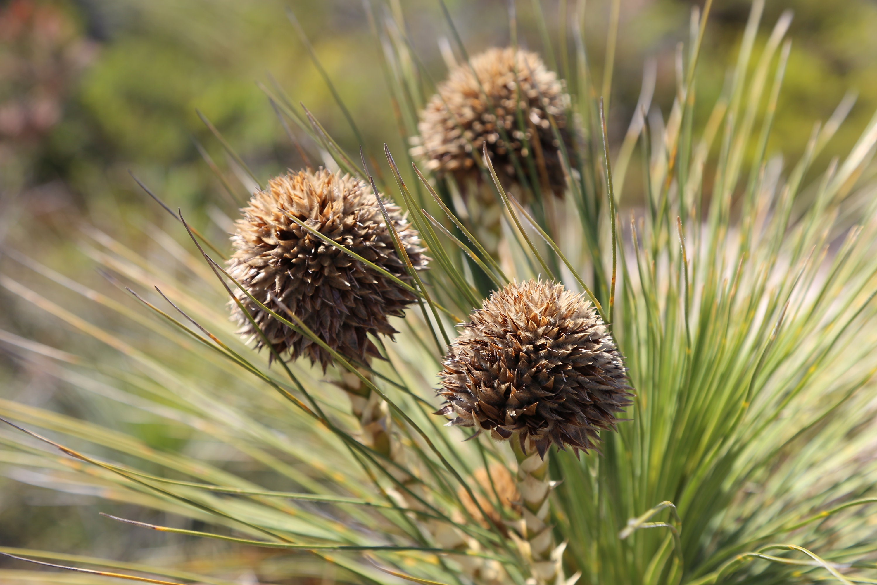 Grass Tree Flowers (photo) - Etsy