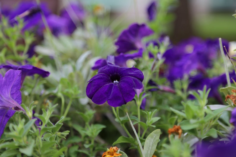 Vibrant Violet Petula Flower (photo) - Etsy