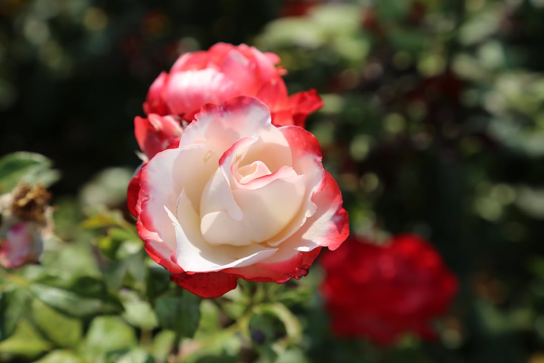 White Rose With Red Tips (photo) - Etsy