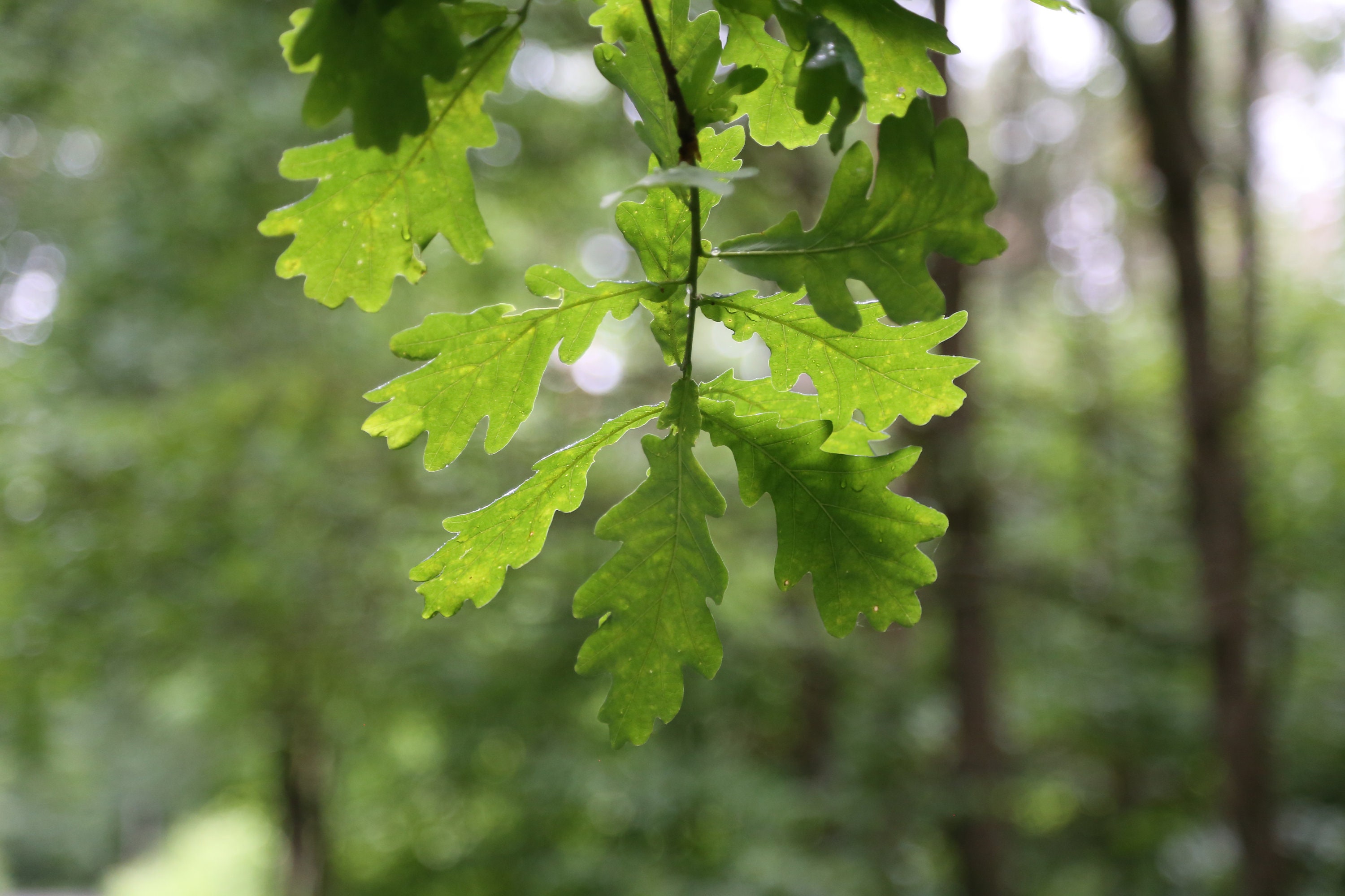 English Oak Leaves (photo) - Etsy